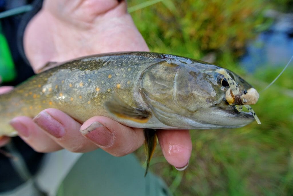 Wild: Little Lost River Bull Trout - Trout Unlimited