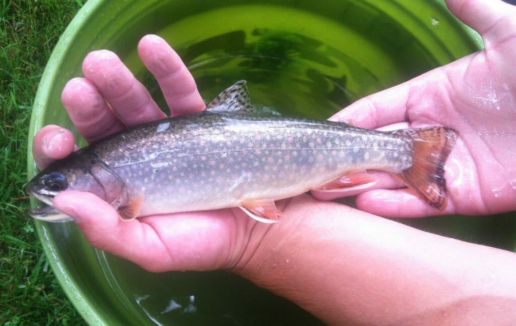 In Virginia, TU Making A Difference For Native Brook Trout - Trout ...