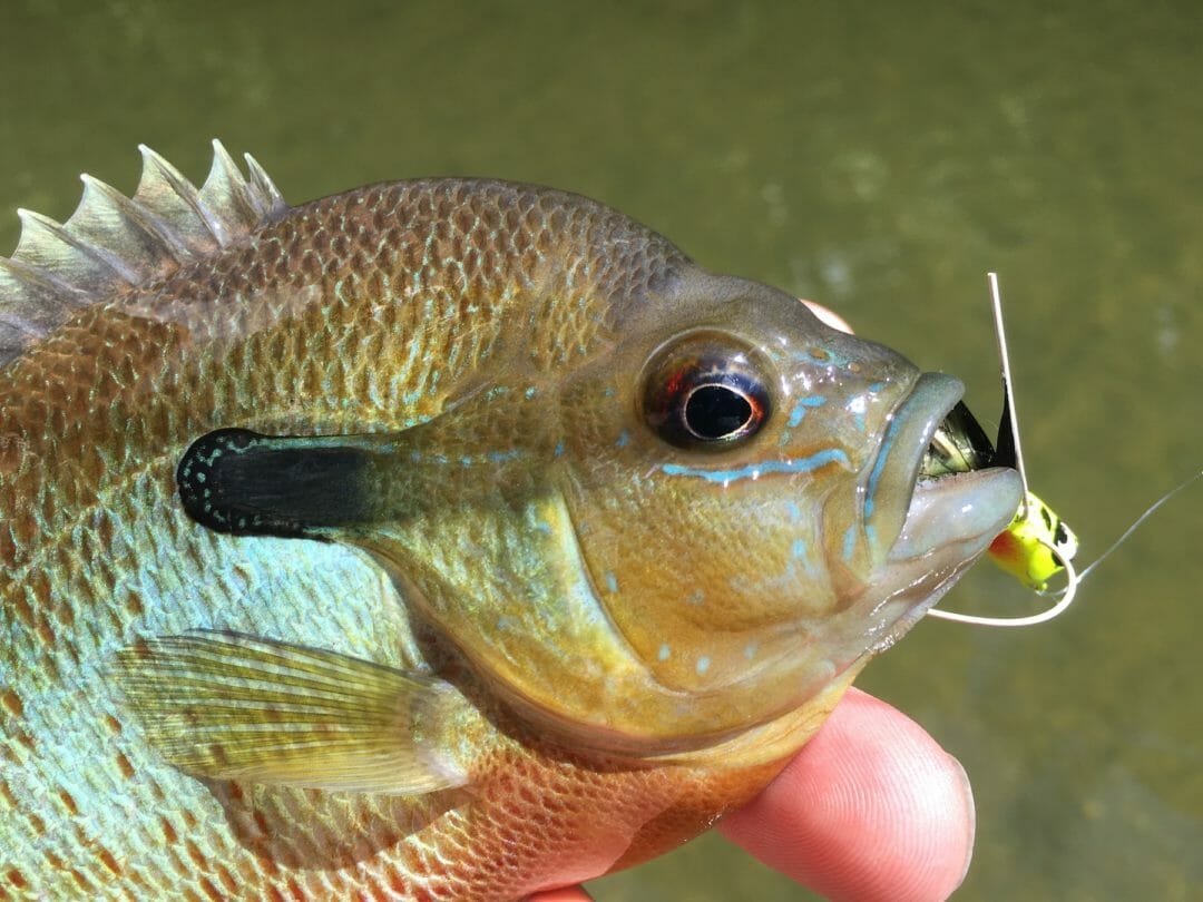 Voices From The River: River Sunfish Of Summer - Trout Unlimited