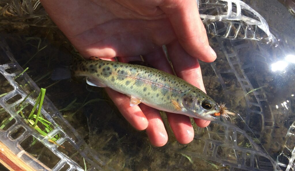 Trump Monuments Order Affects Native Trout, Popular Fisheries In ...