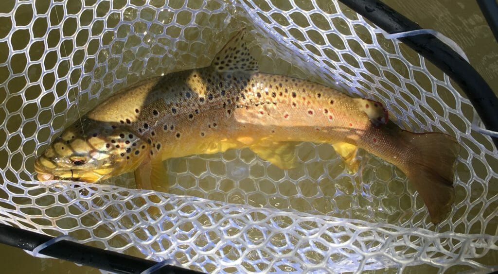 Voices From The River: One Big, Angry Fish - Trout Unlimited