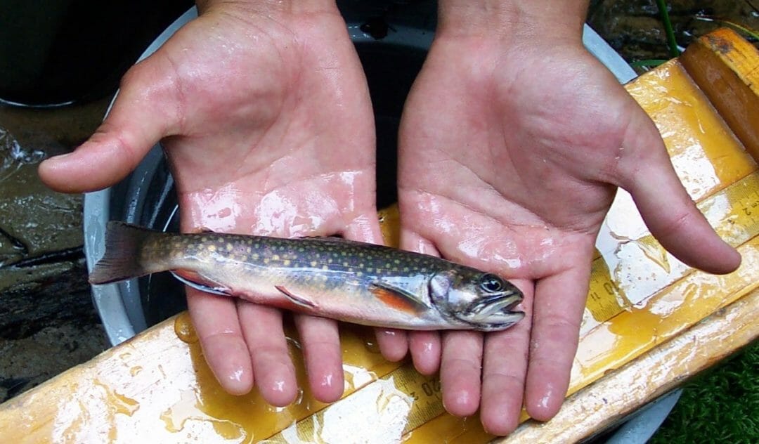 TU Scores Victory For Brook Trout In Pa.'s Twomile Run - Trout Unlimited