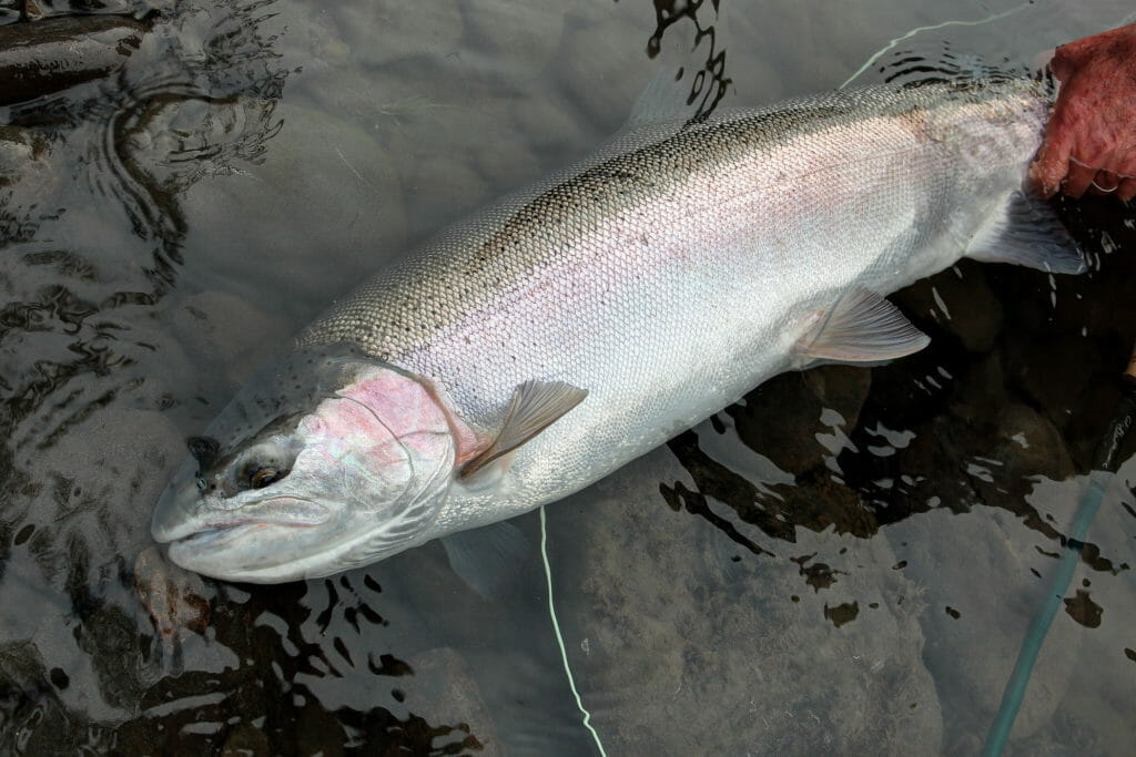 Columbia And Snake Steelhead Return Predictions Slightly Better - Trout ...