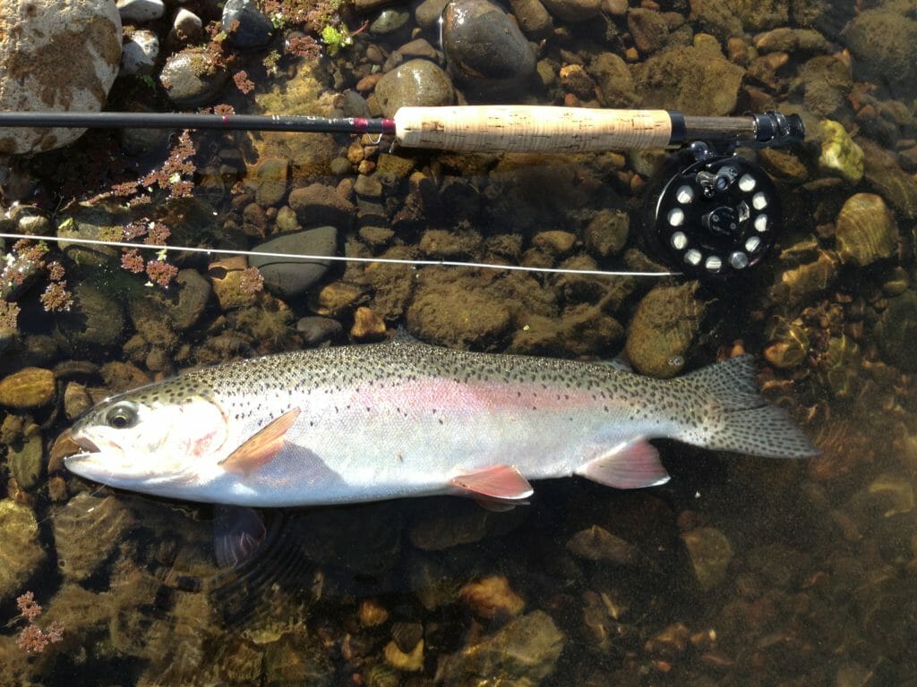 Trout Unlimited Statement On Draft Environmental Document For San ...