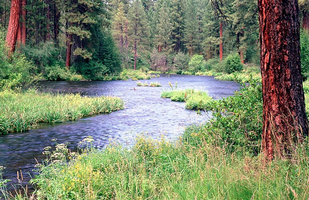 The Metolius River: On A Path Of Stewardship - Trout Unlimited