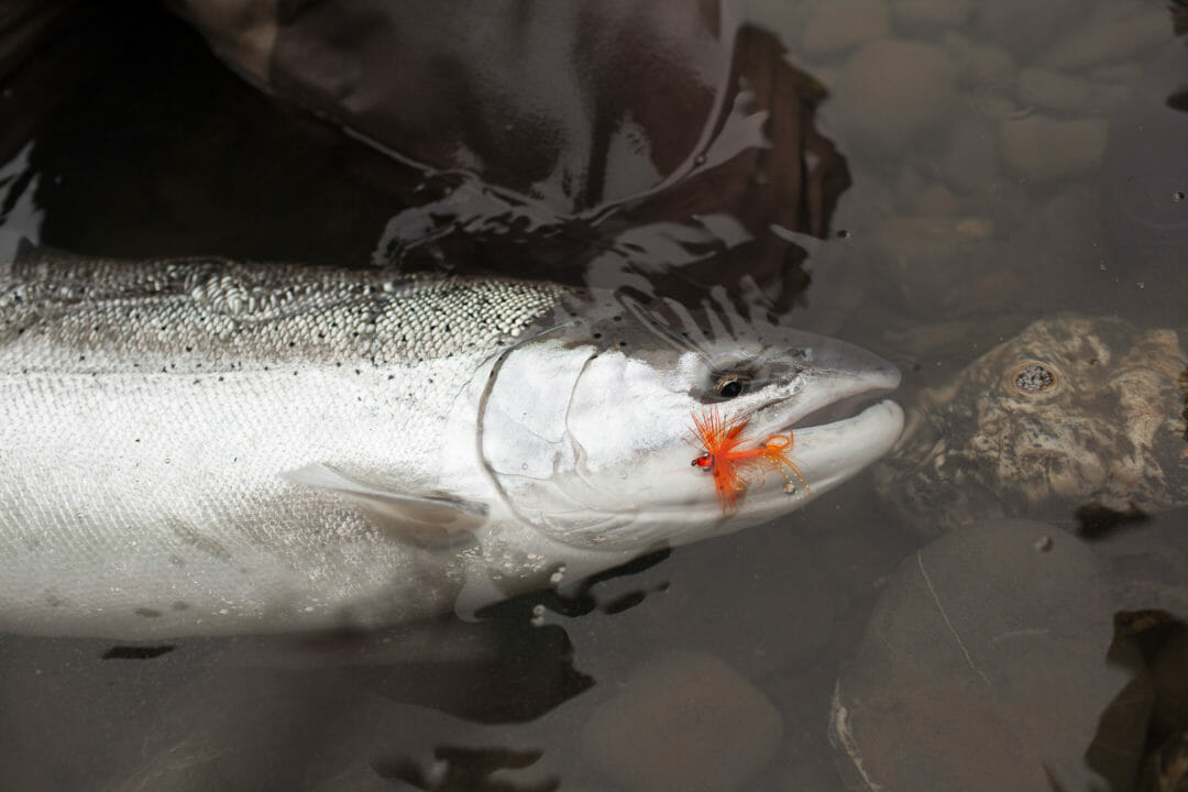Revisiting The Genetics Of Summer And Winter Steelhead In Northern ...