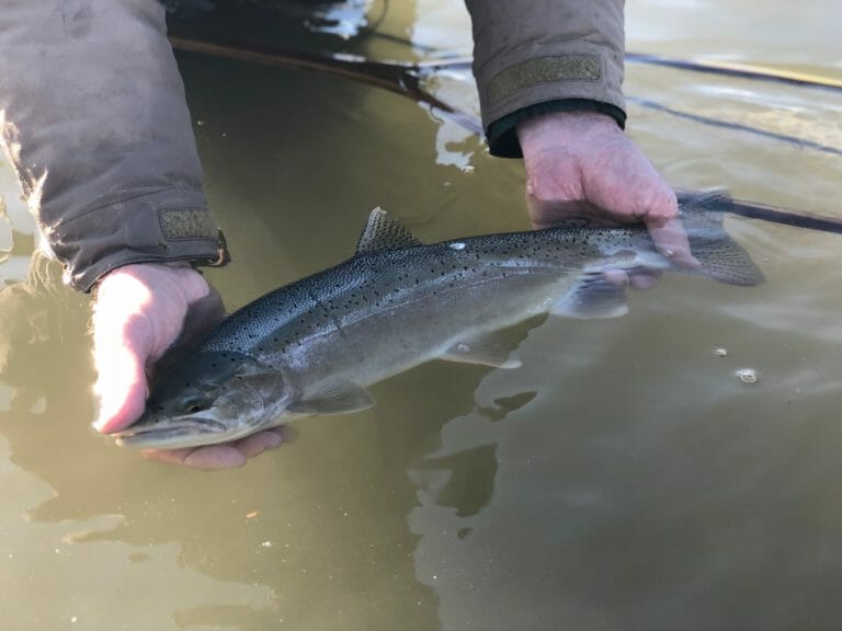 Steelhead days | Wild Steelheaders United