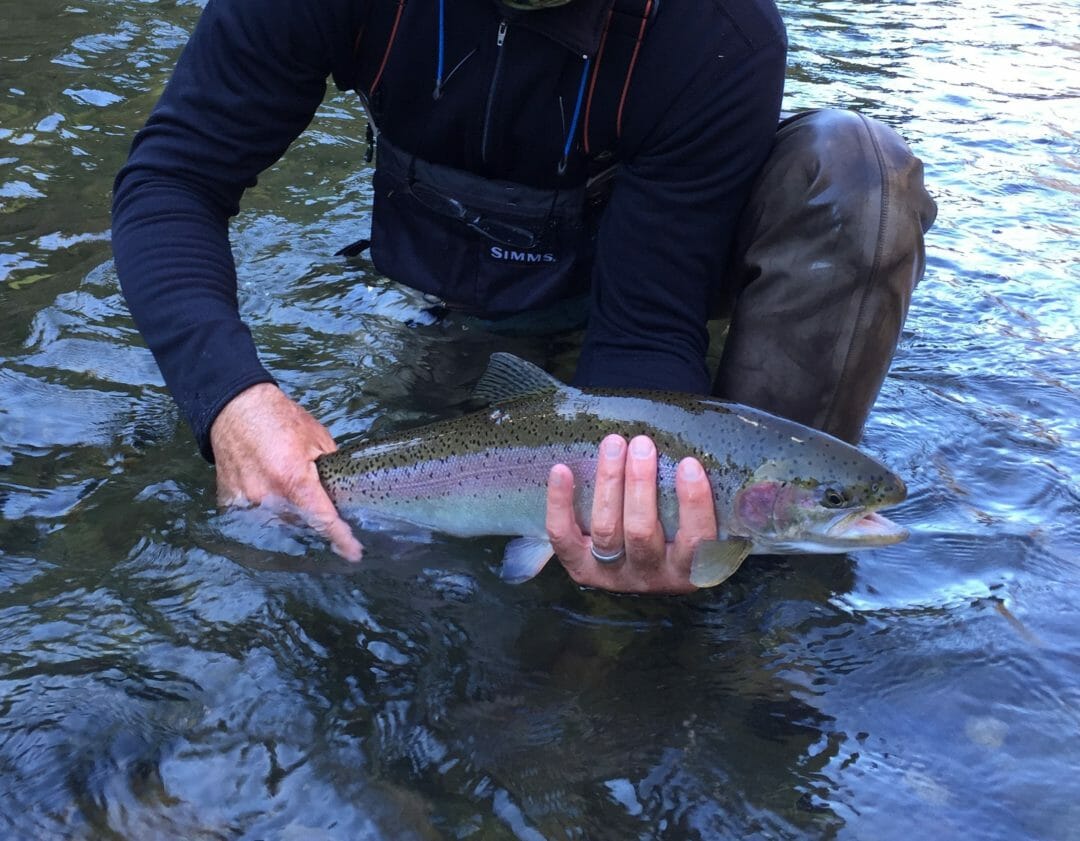 Steelhead days | Wild Steelheaders United