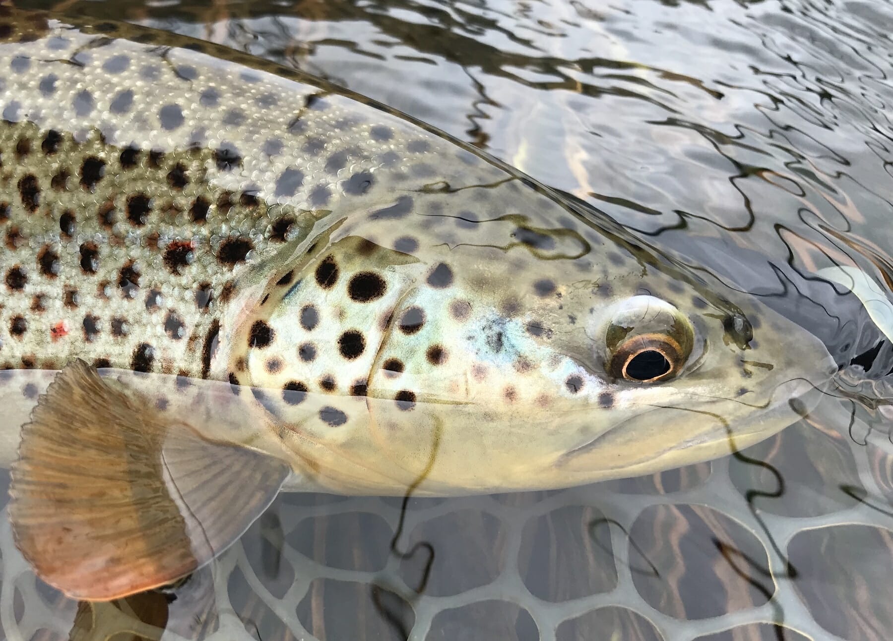 American Rivers Names Delaware Its River Of The Year - Trout Unlimited