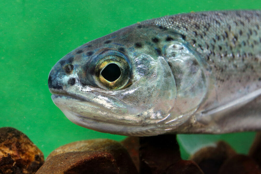 Barging Increases Likelihood Of Hatchery Fish Straying Into Wild ...