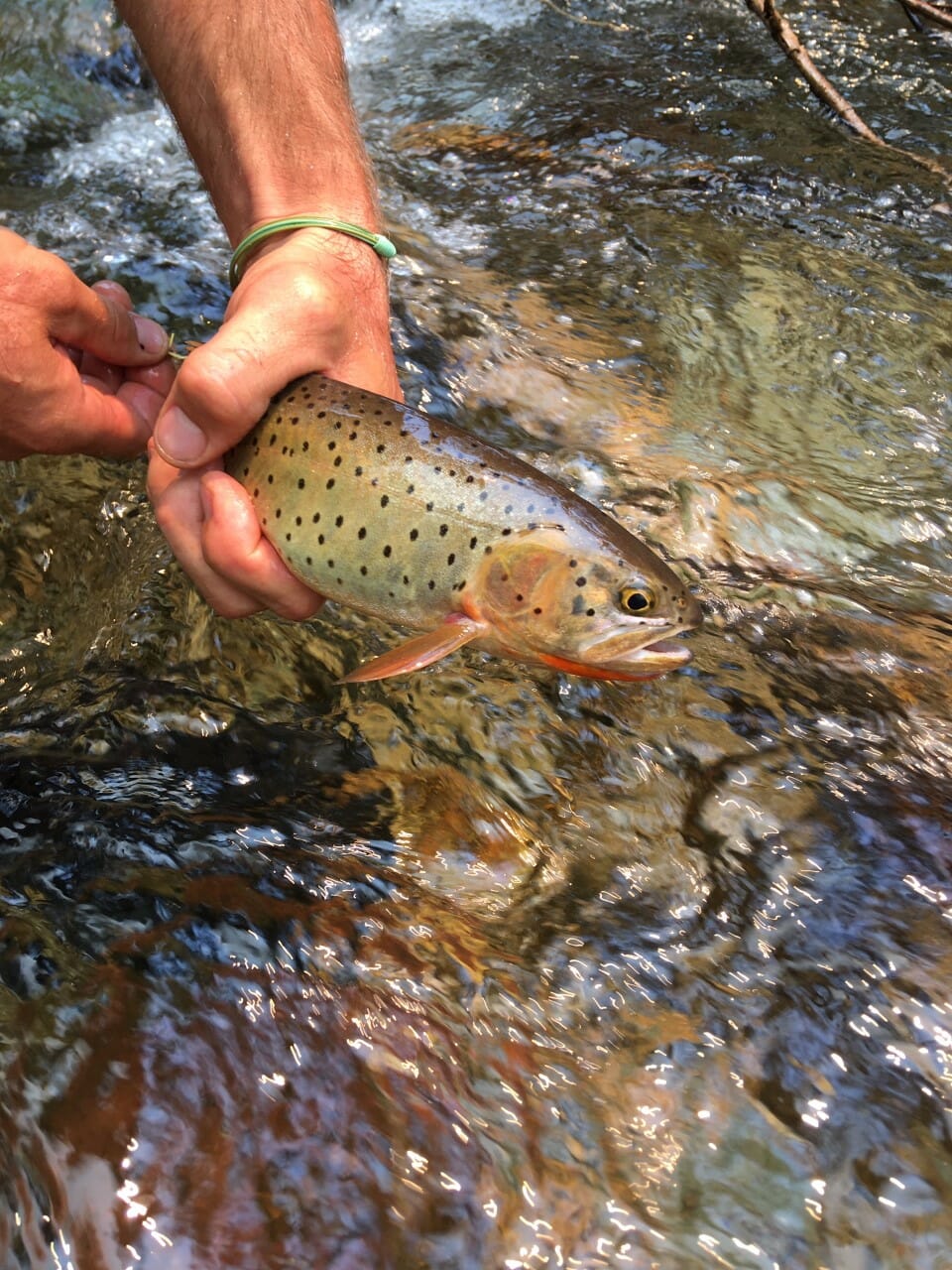 High Mountain Streams Feed The Soul - Trout Unlimited