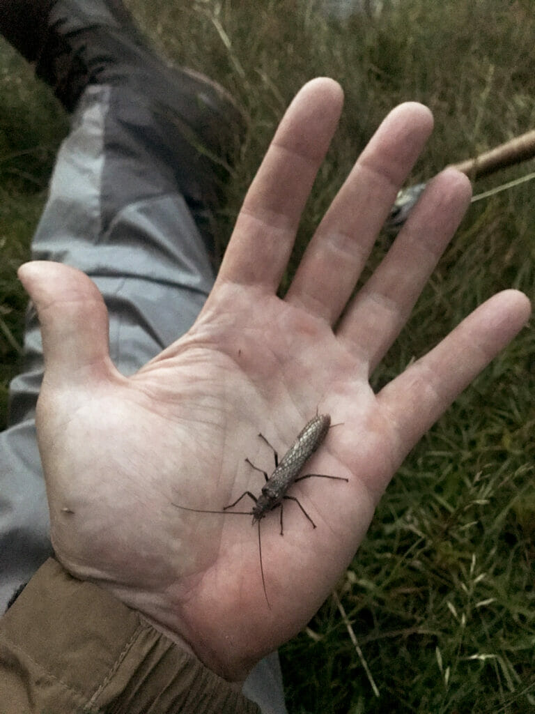 Increases In Freshwater Insects — An Opportunity For Hope? - Trout ...