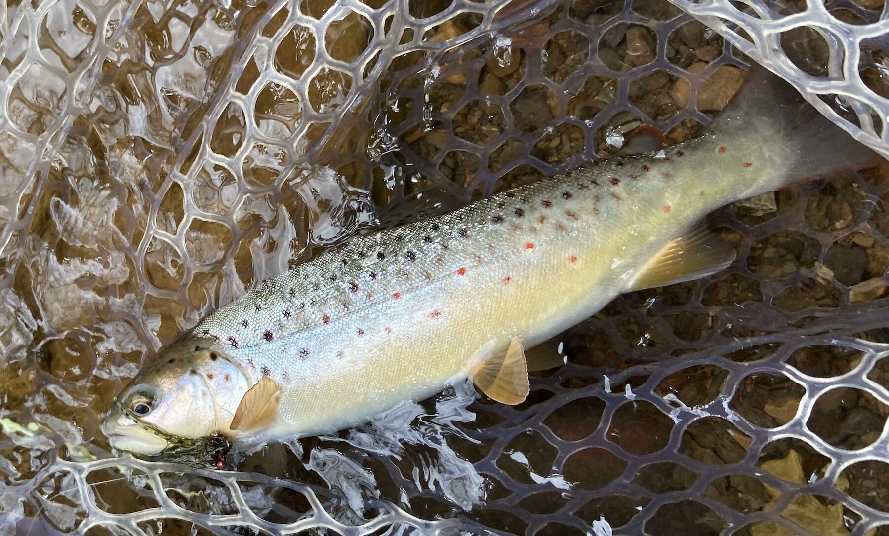 Virginia Trout Slam A Surprising, And Fun, Challenge - Trout Unlimited