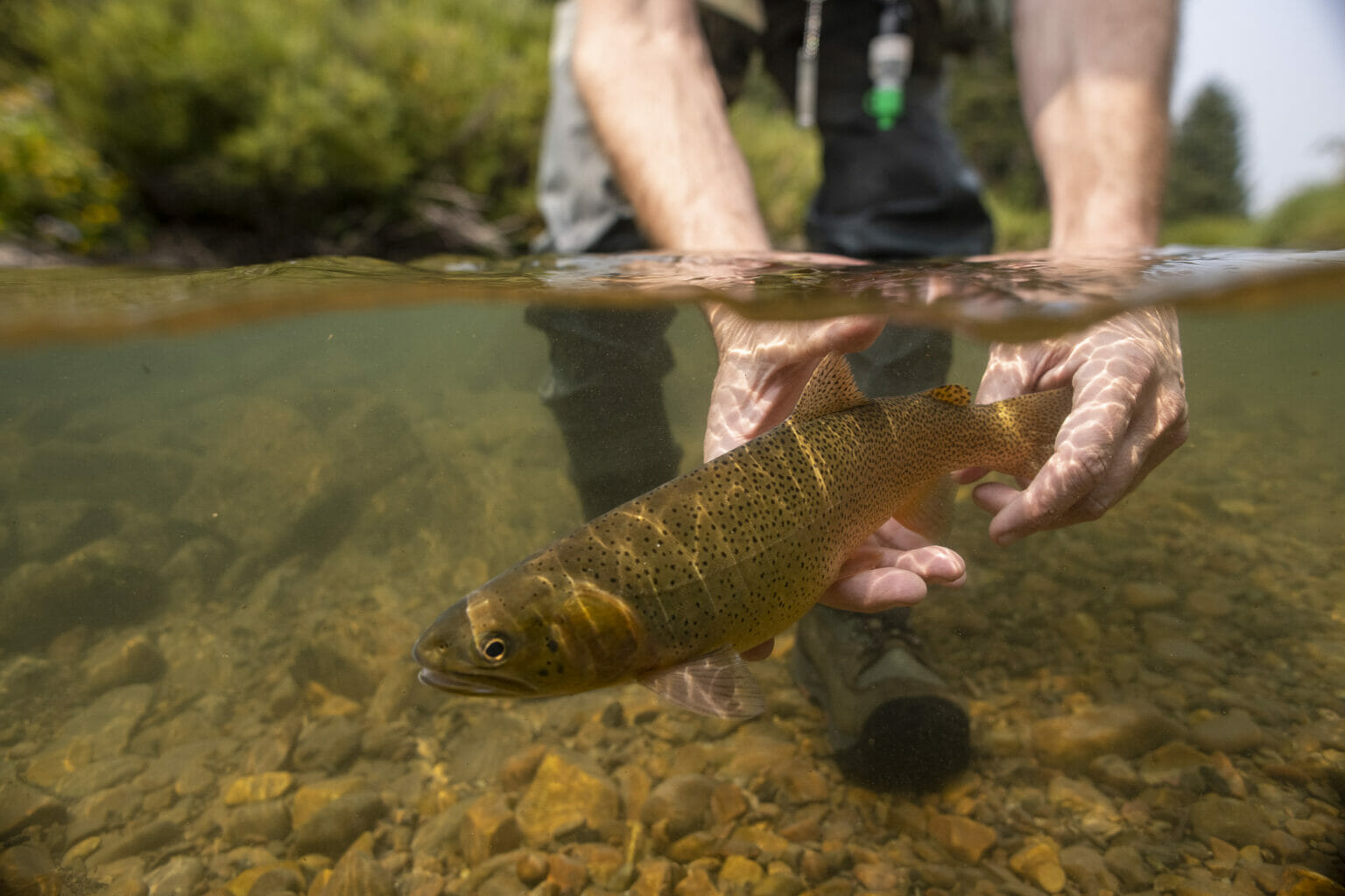 Snake River Headwaters Initiative - Trout Unlimited