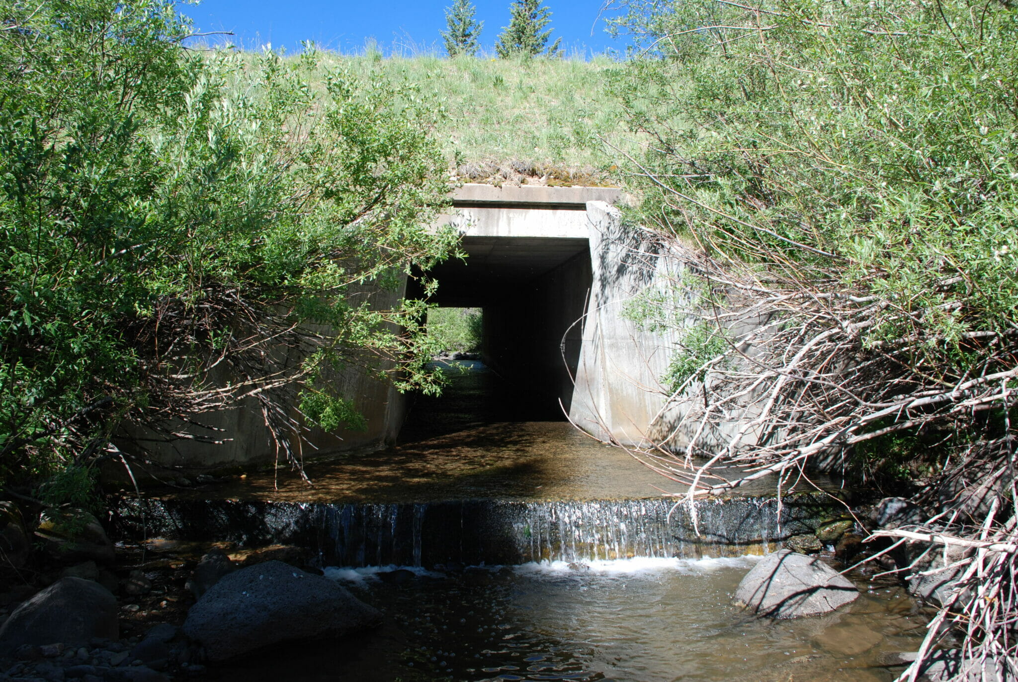 Habitat Connectivity Helps Trout Take Care Of Themselves - Trout Unlimited