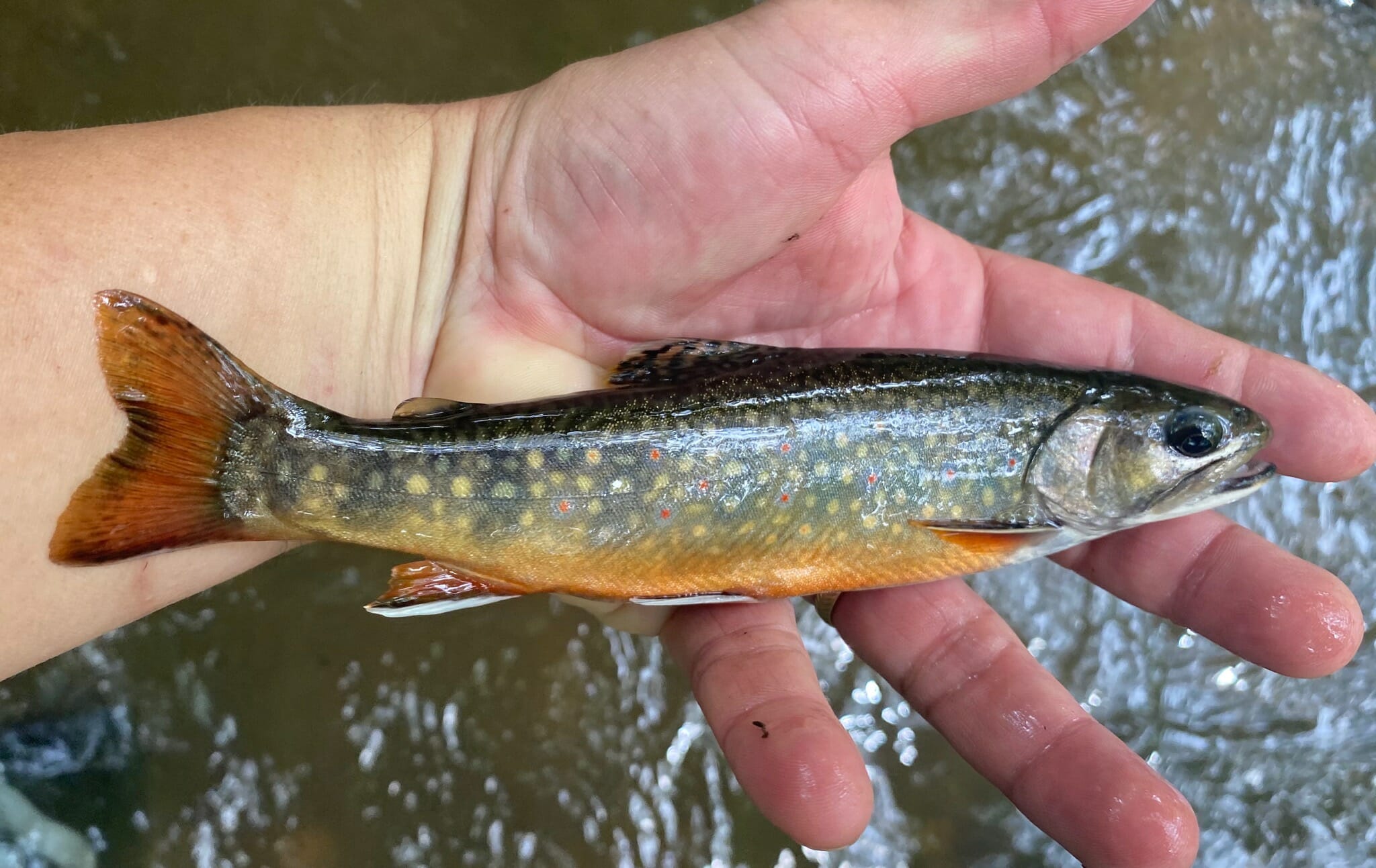 Battenkill Home Rivers Initiative Hits The Ground Running - Trout Unlimited