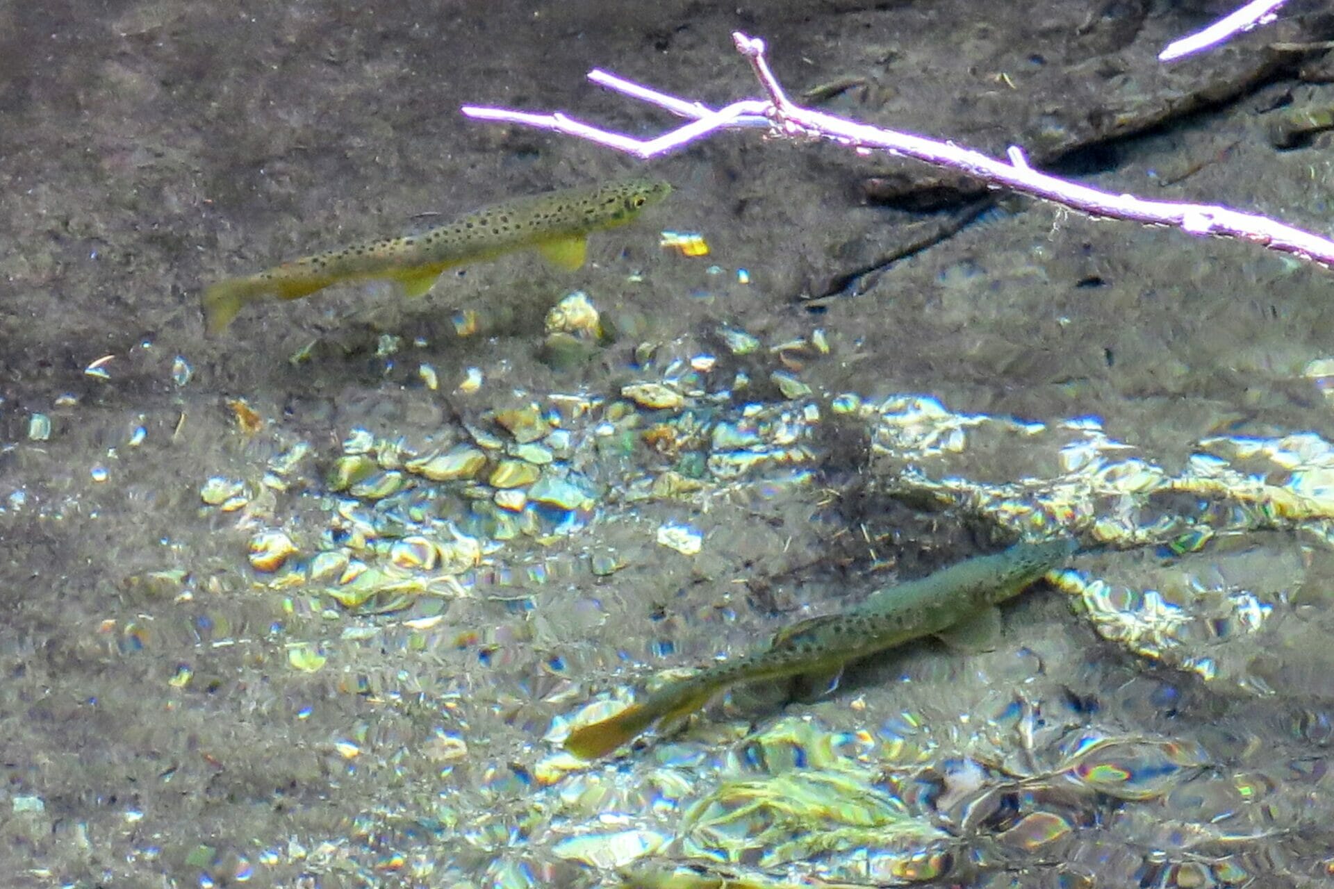 Native Stories, For Fish And People, Are Still Untold - Trout Unlimited