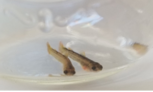 Adipose Fins Are Meant To Be - Trout Unlimited