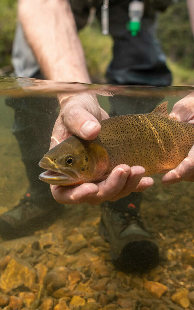 Trout Magazine - Trout Unlimited