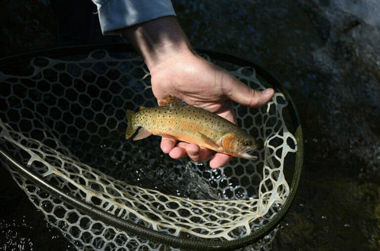 It Takes A Suite Of Tools To Recover Native Trout In The Pecos River Of ...