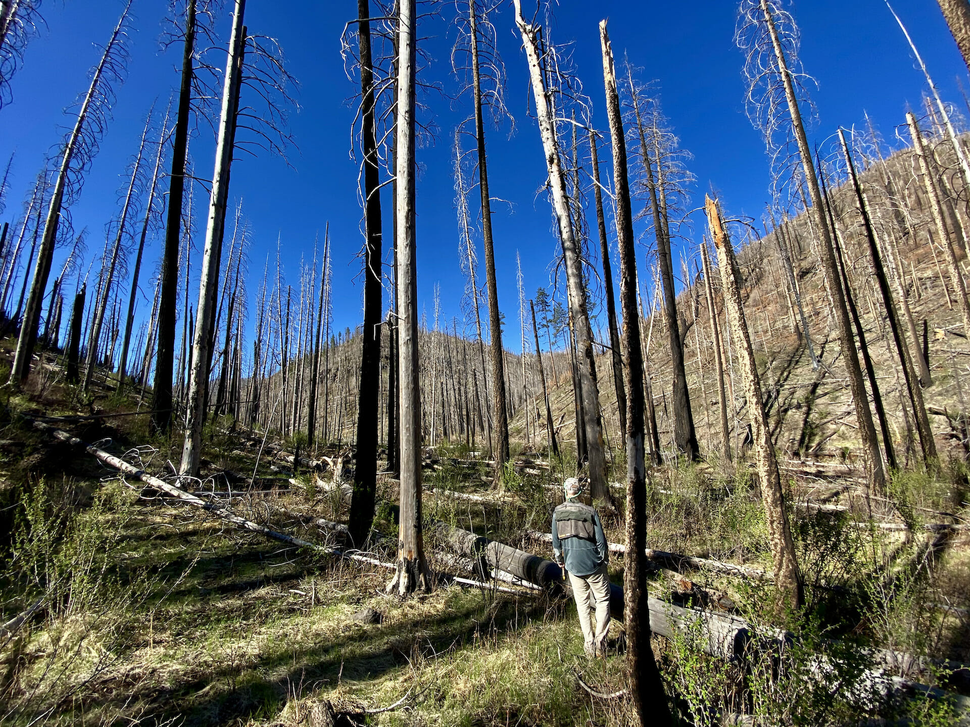 Seeking Treasure In Apache Trout Country - Trout Unlimited