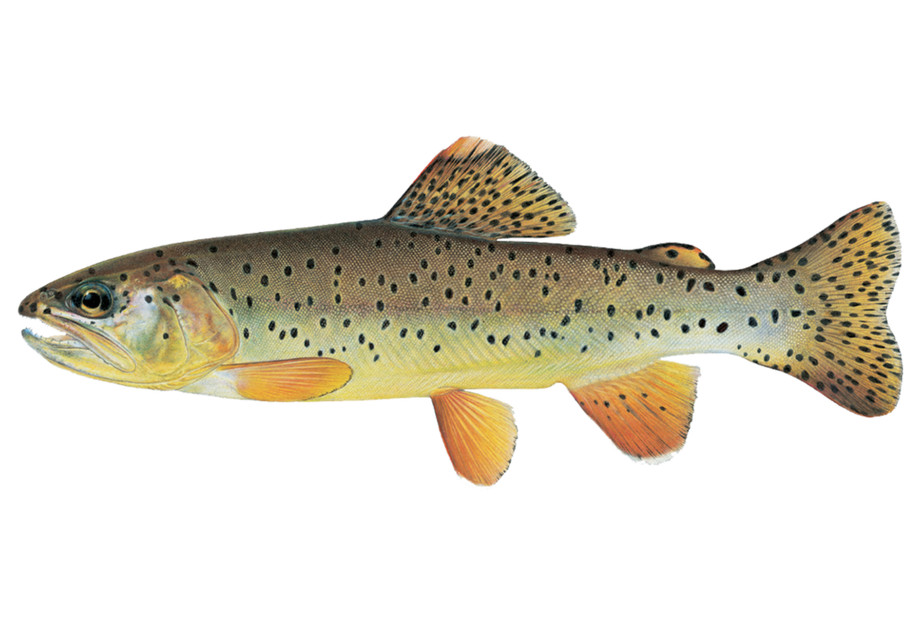 The Apache Trout: All You Need To Know - Trout Unlimited