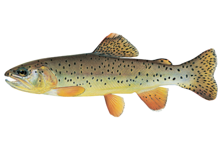 The Apache Trout: All You Need To Know - Trout Unlimited