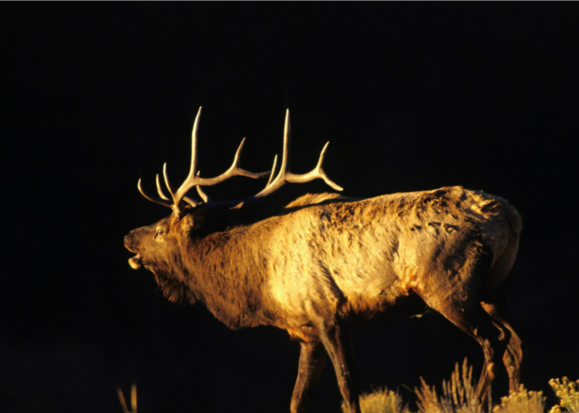The Book Cliffs In Utah Provide Solace And Critical Habitat - Trout ...