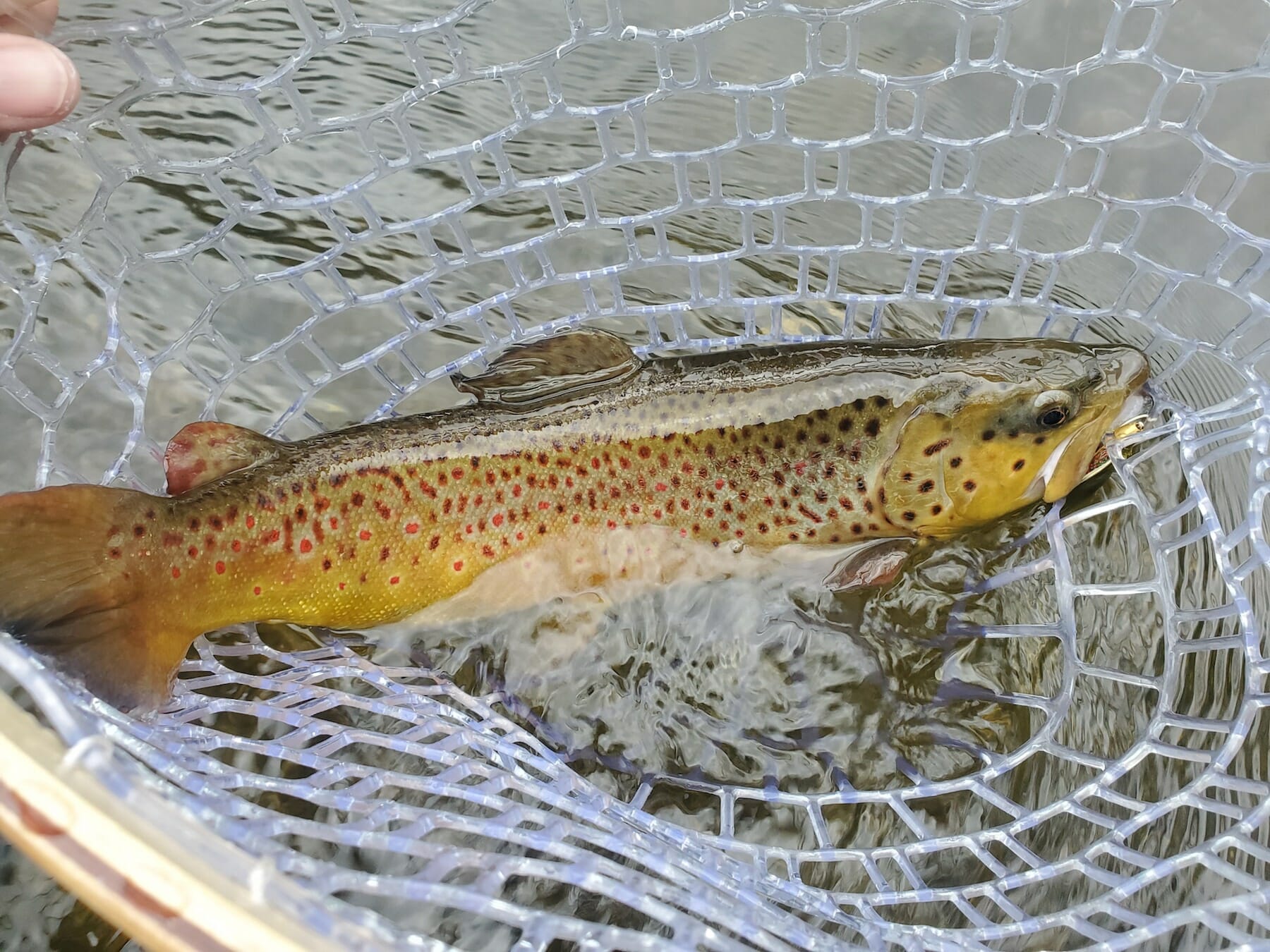 Orvis Backs Battenkill Home Rivers Initiative - Trout Unlimited