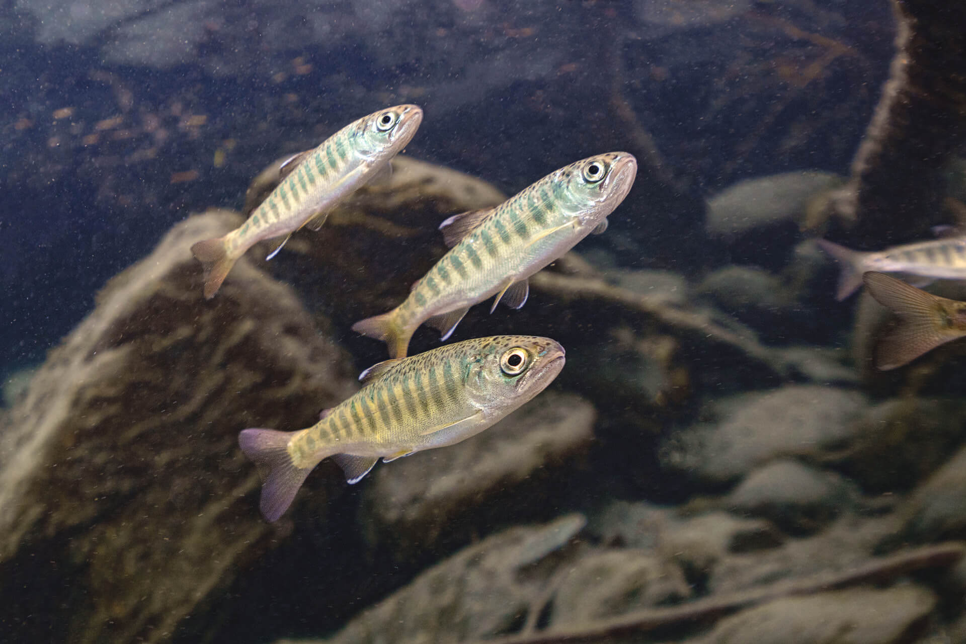 The Observer - Trout Unlimited