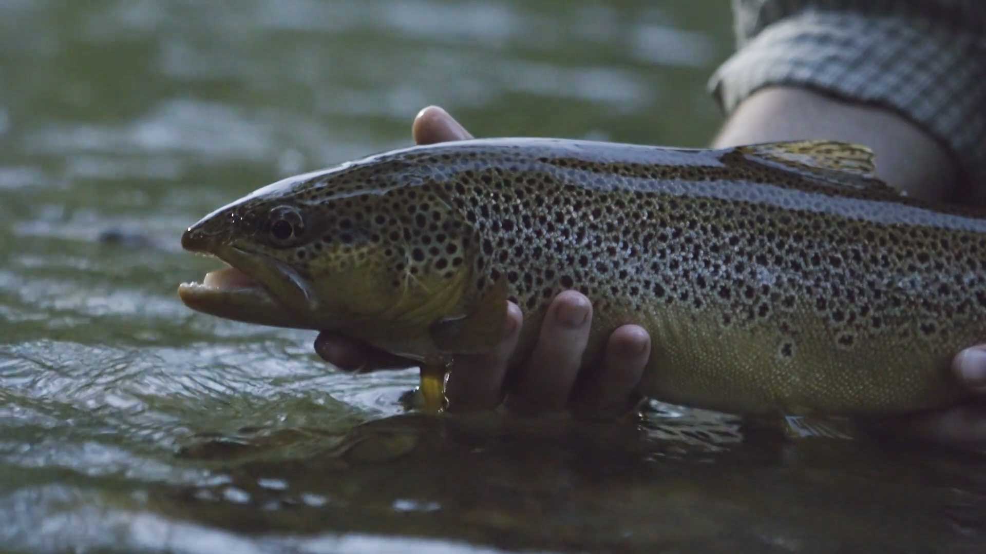 Homegrown Wild Trout Conservation - Trout Unlimited