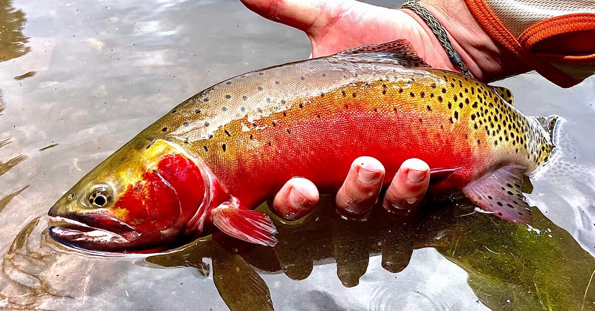 Protected: Popular Southwest Trout Waters - Trout Unlimited