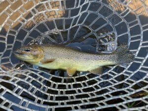 The Second Coming Of The Apache Trout - Trout Unlimited