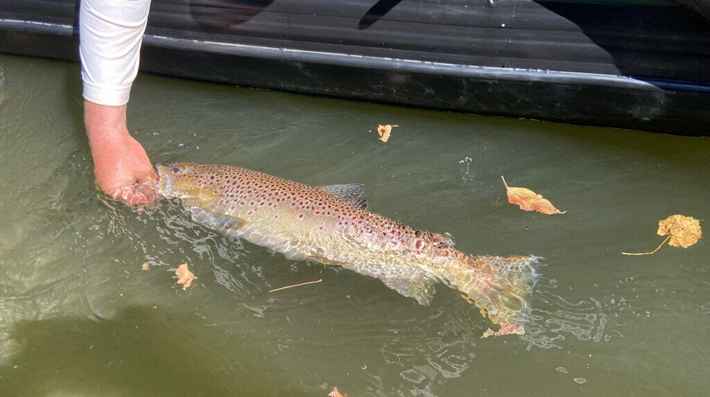 'A. Very. Large. Brown. Trout.’ - Trout Unlimited