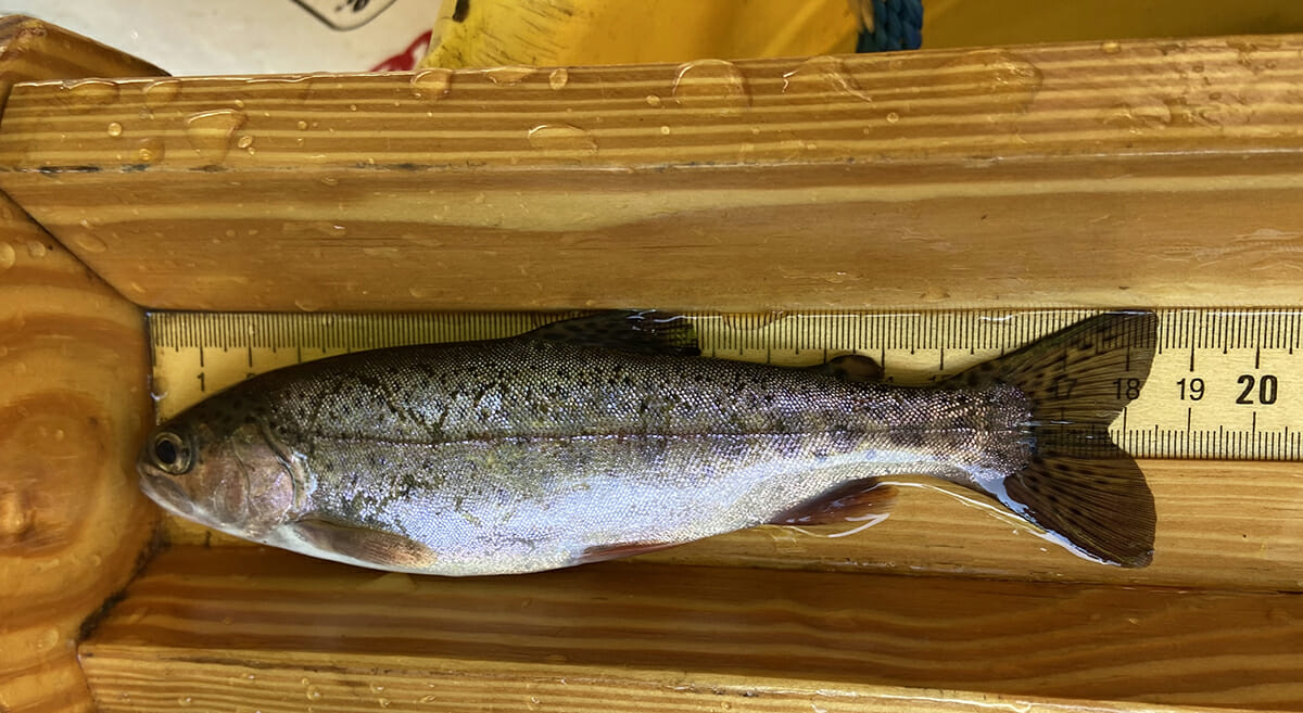 'A. Very. Large. Brown. Trout.’ - Trout Unlimited