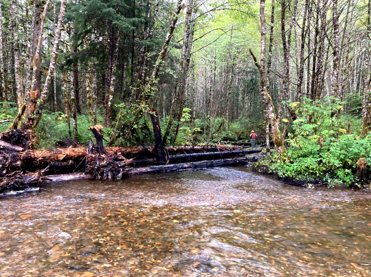 Tongass Turns To Restoration - Trout Unlimited