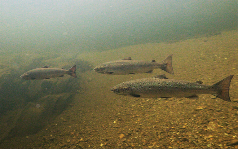 Maine’s Atlantic Salmon On The Brink - Trout Unlimited