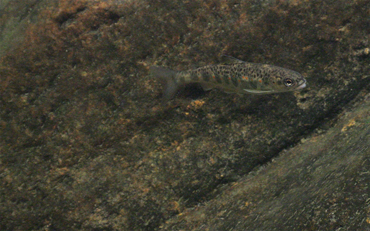 Maine’s Atlantic salmon on the brink - Hydropower Reform Coalition