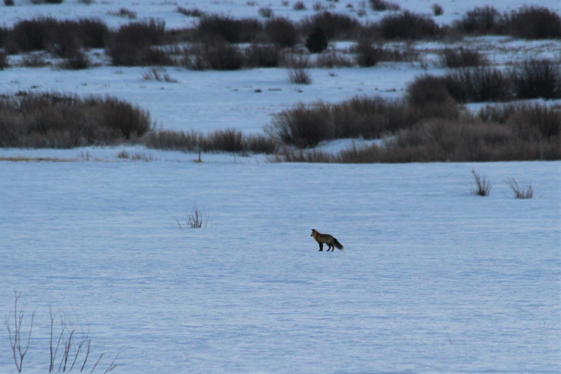 Refuge Field Guide: Red Rock Lakes National Wildlife Refuge - Trout ...