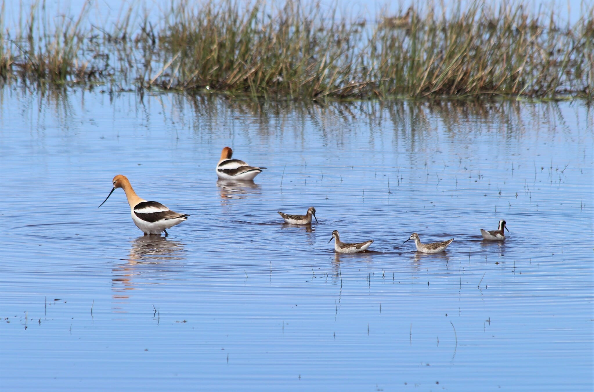 Refuge Field Guide: Red Rock Lakes National Wildlife Refuge - Trout ...