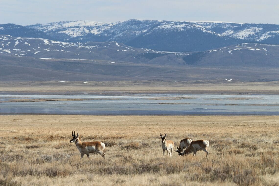 Refuge Field Guide: Red Rock Lakes National Wildlife Refuge - Trout ...