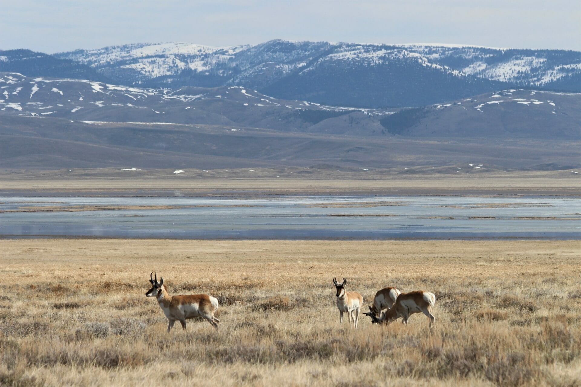Refuge Field Guide: Red Rock Lakes National Wildlife Refuge - Trout ...