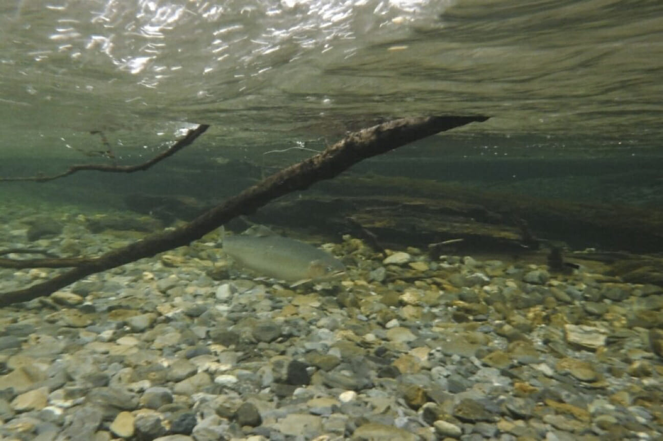 Mapping Alaska’s Steelhead Habitat - Trout Unlimited