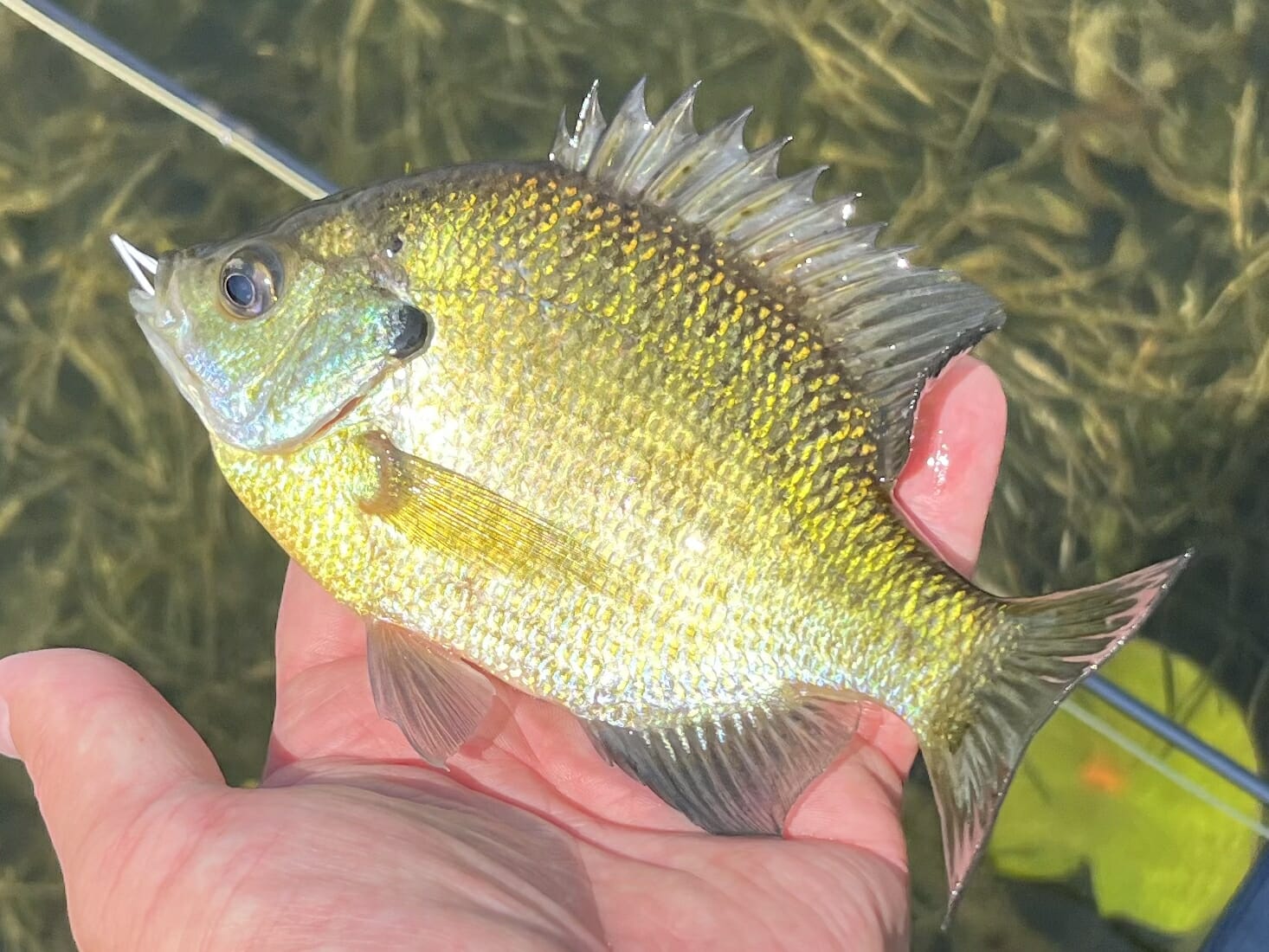 Fly-Fishing For Warmwater Fish In The Summer Heat - Trout Unlimited