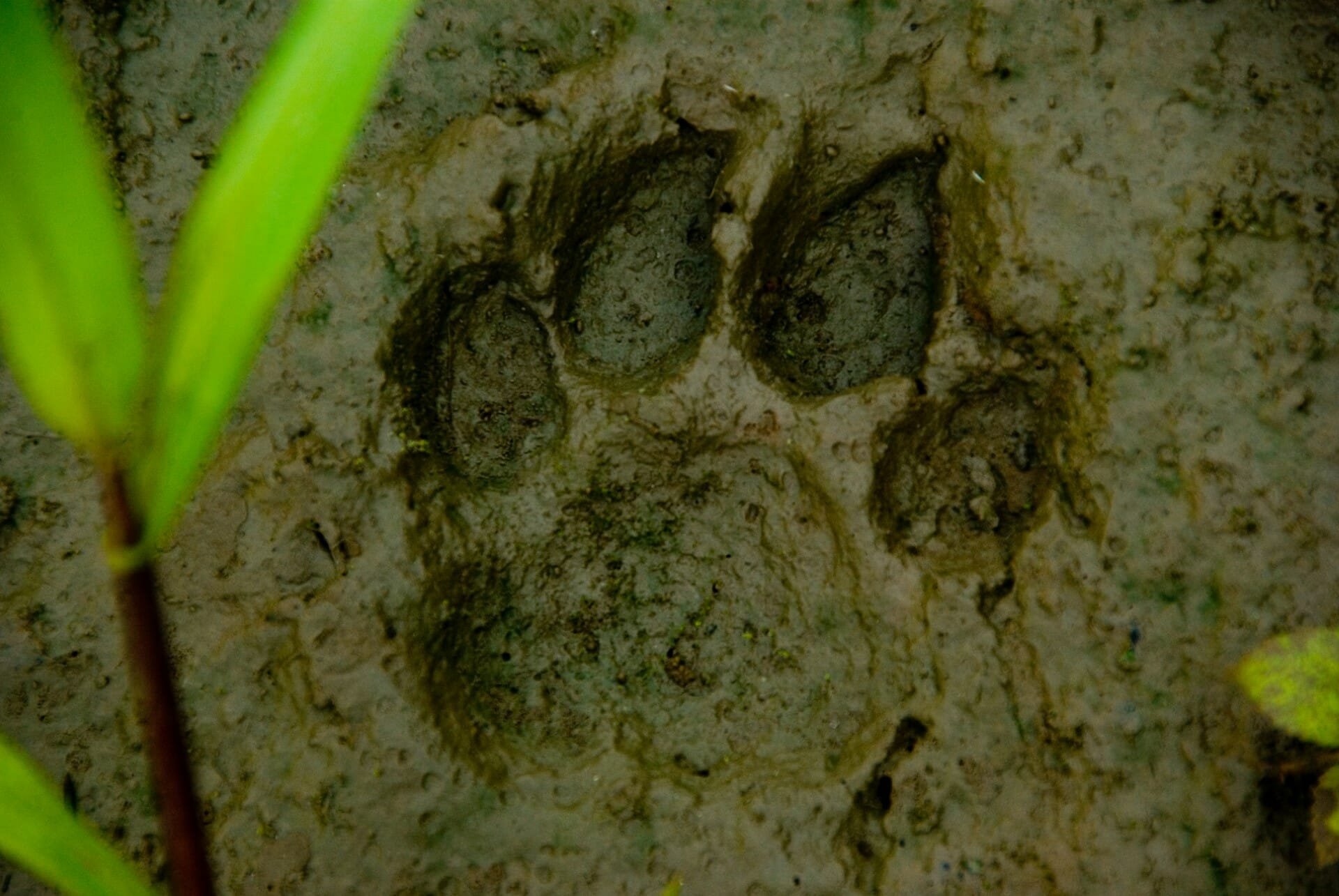 The True Cast - The Species Most Worth Worrying About When You’re Out ...