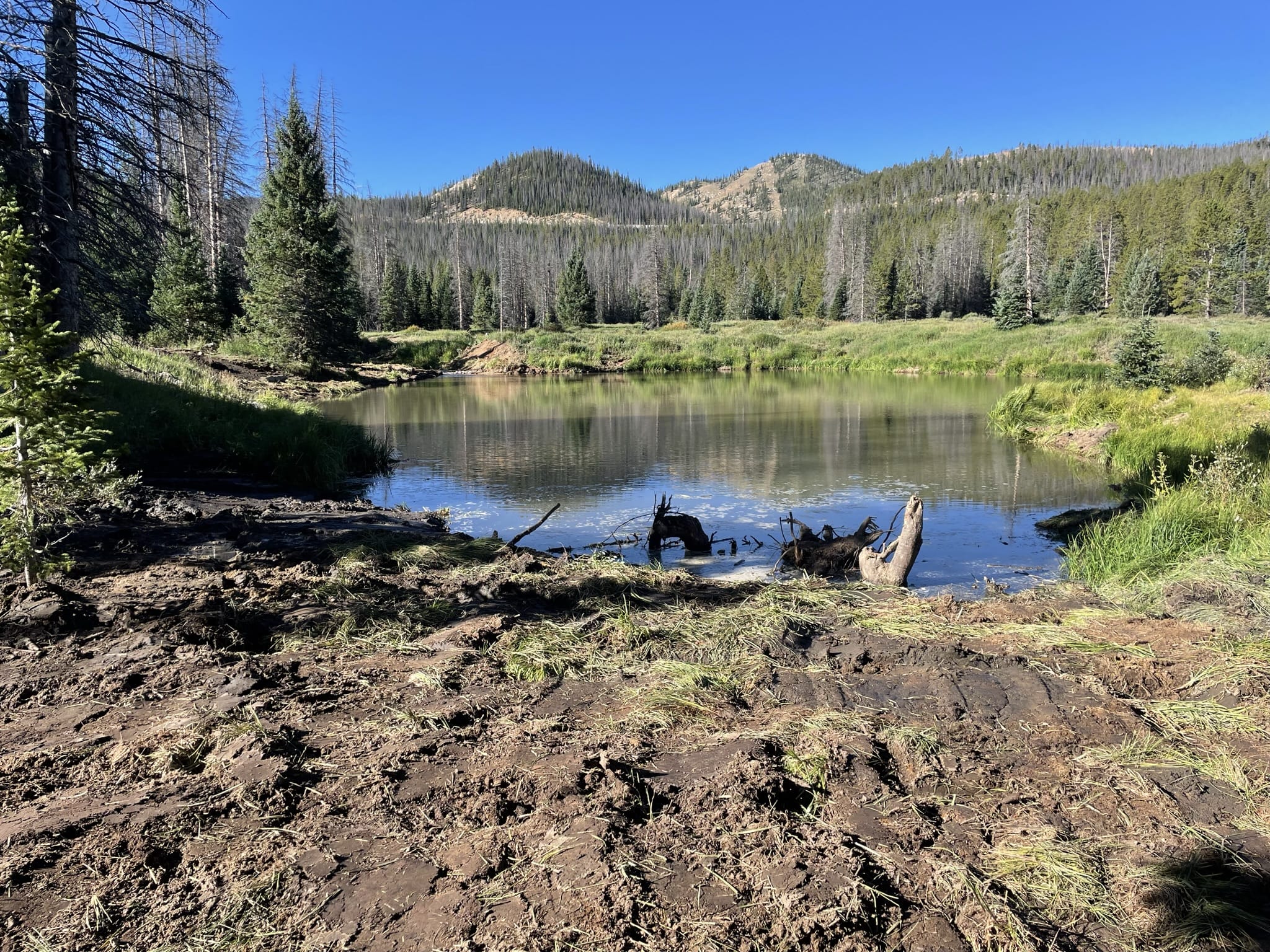 Monarch Park Ponds Restoration: A Collaborative Effort For Sustainable ...