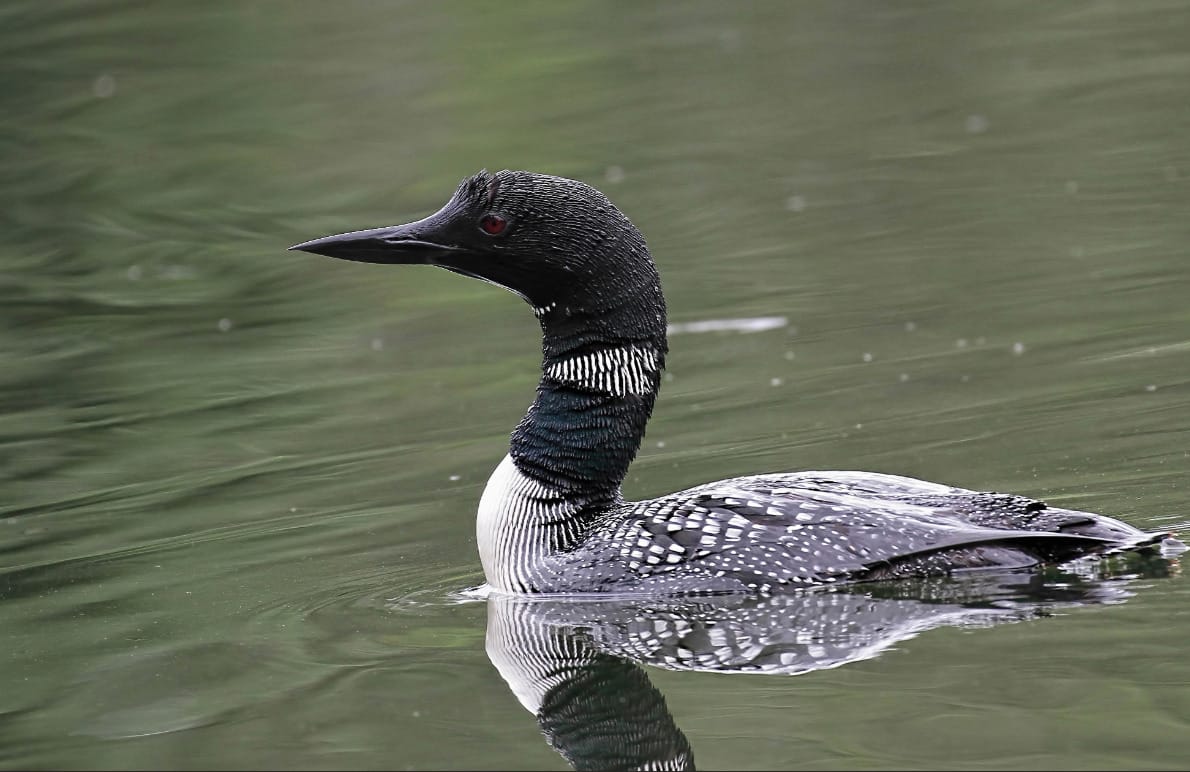 Choosing To Keep Lead Out Of The Environs We Fish - Trout Unlimited
