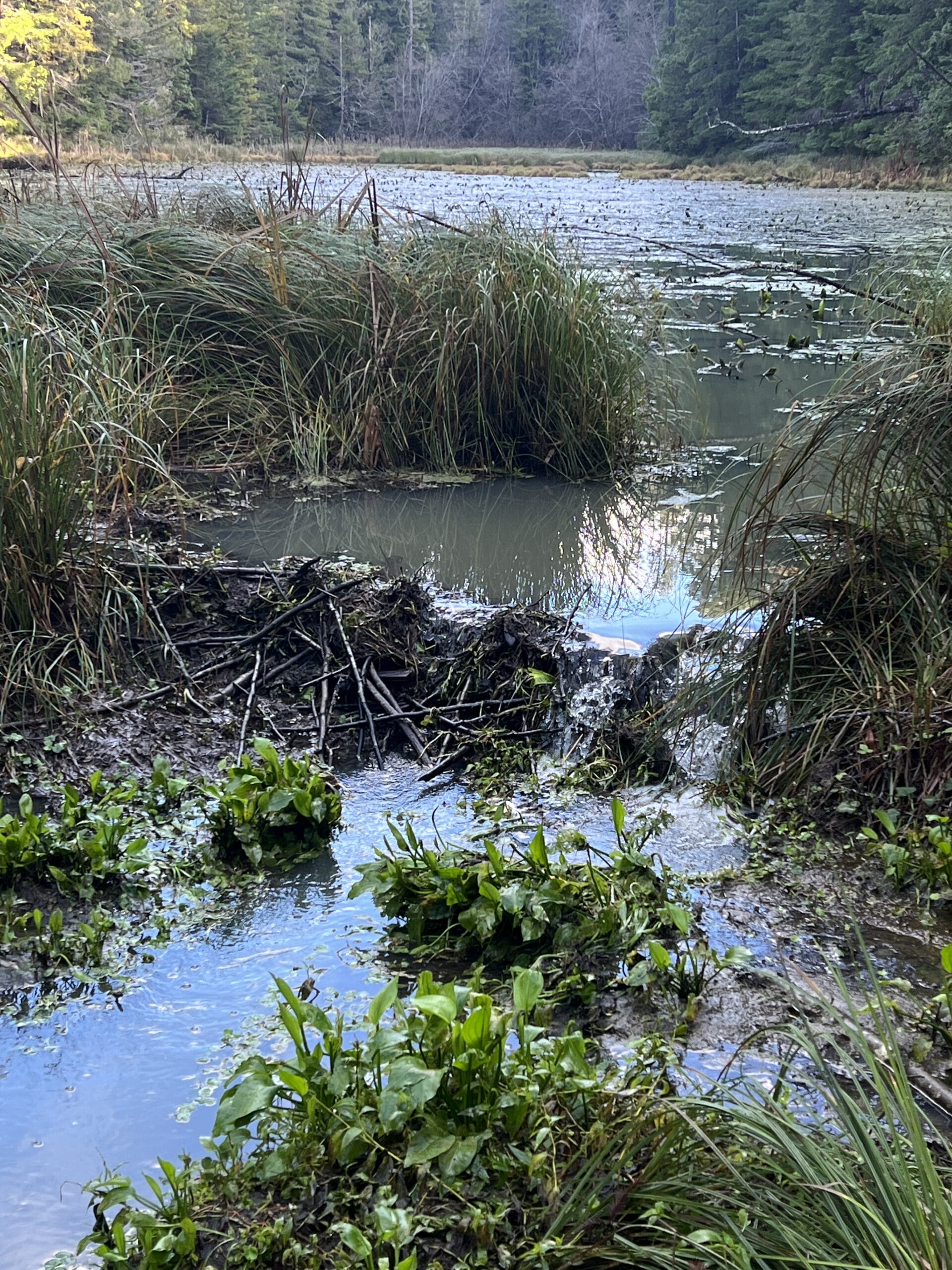 A Holiday Gift On Dry Dock Gulch - Trout Unlimited