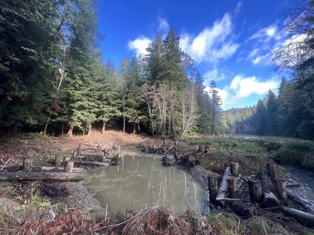 A Holiday Gift On Dry Dock Gulch - Trout Unlimited