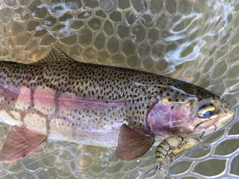 The Versatile Angler: Fishing Hard Baits For Big Winter Trout - Trout ...